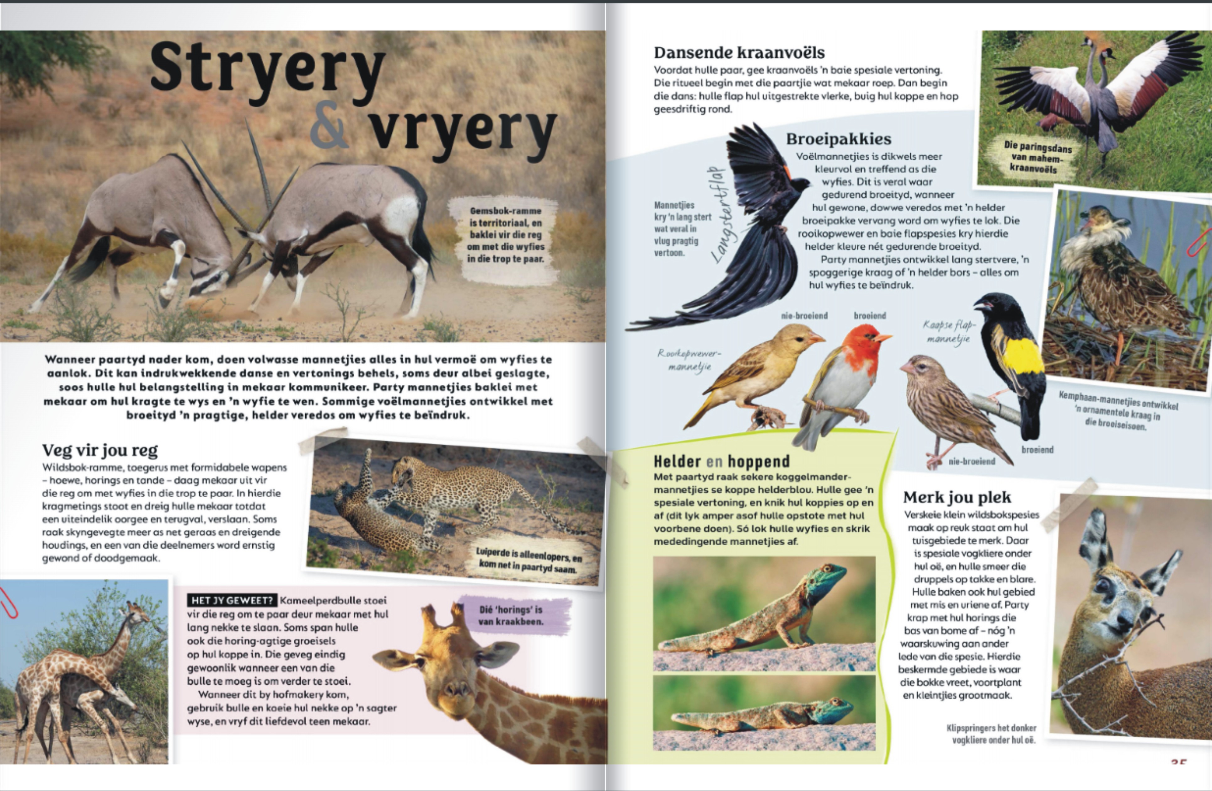 Die Wilde Wêreld van Afrika: ’n safari-gids vir jong verkenners ...